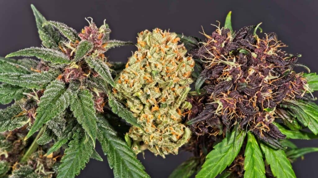 CBD Strain Review: Sour Space Candy - Chronic Guru