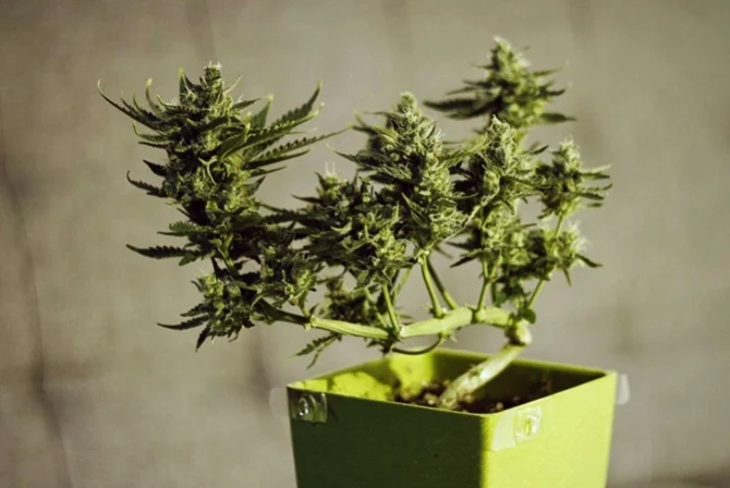Cannabis Bonsai: How To Grow Your Own - Chronic Guru
