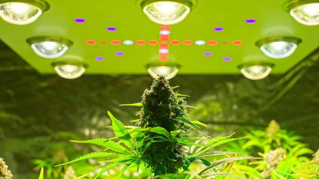 Topping Weed Plants: Techniques - Chronic Guru