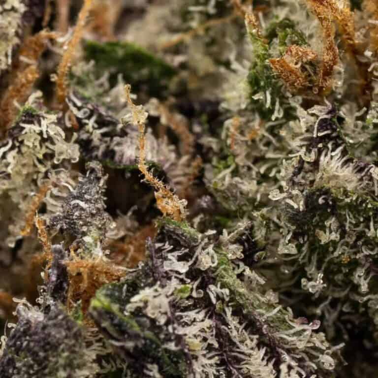 Pinnacle - Chronic Guru