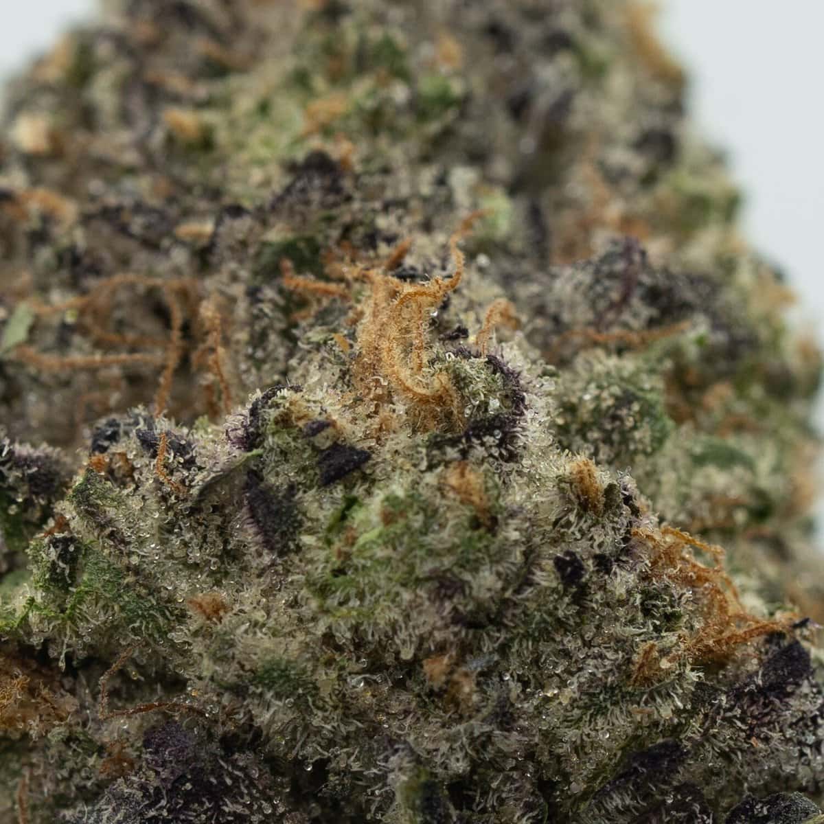 Gush Mintz - Chronic Guru