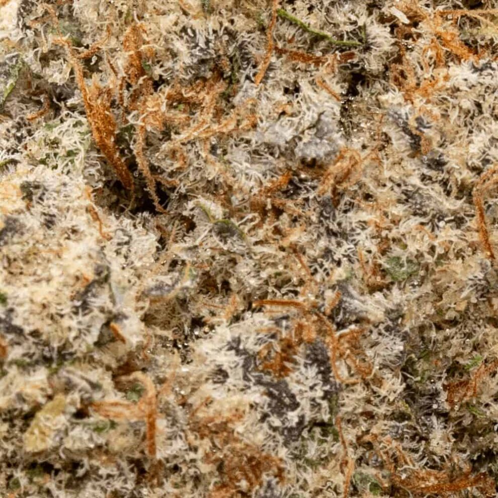 Blockberry Strain - Chronic Guru