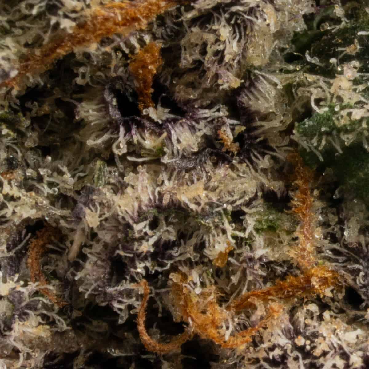 Unicorn Candy - Chronic Guru