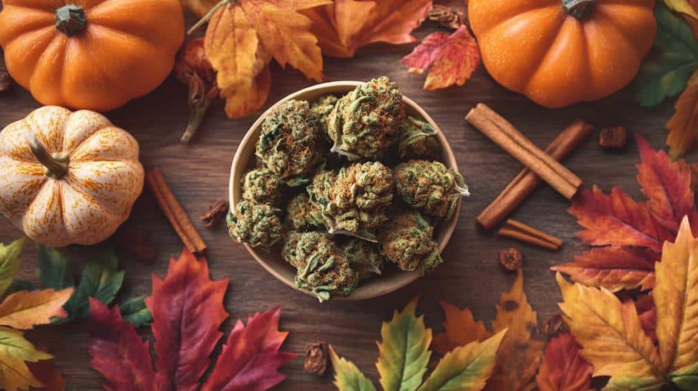 Best Fall Cannabis Strains: Terpenes & Effects - Chronic Guru
