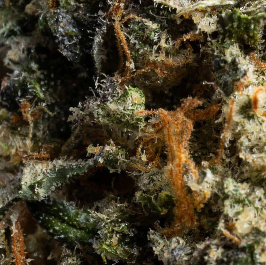 Juicy J Chronic Guru