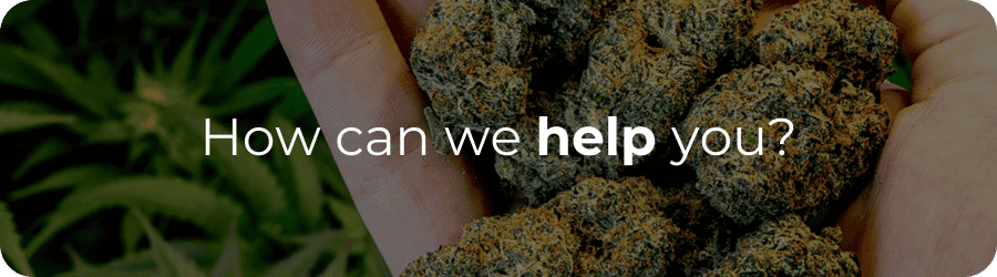 Contact - Chronic Guru