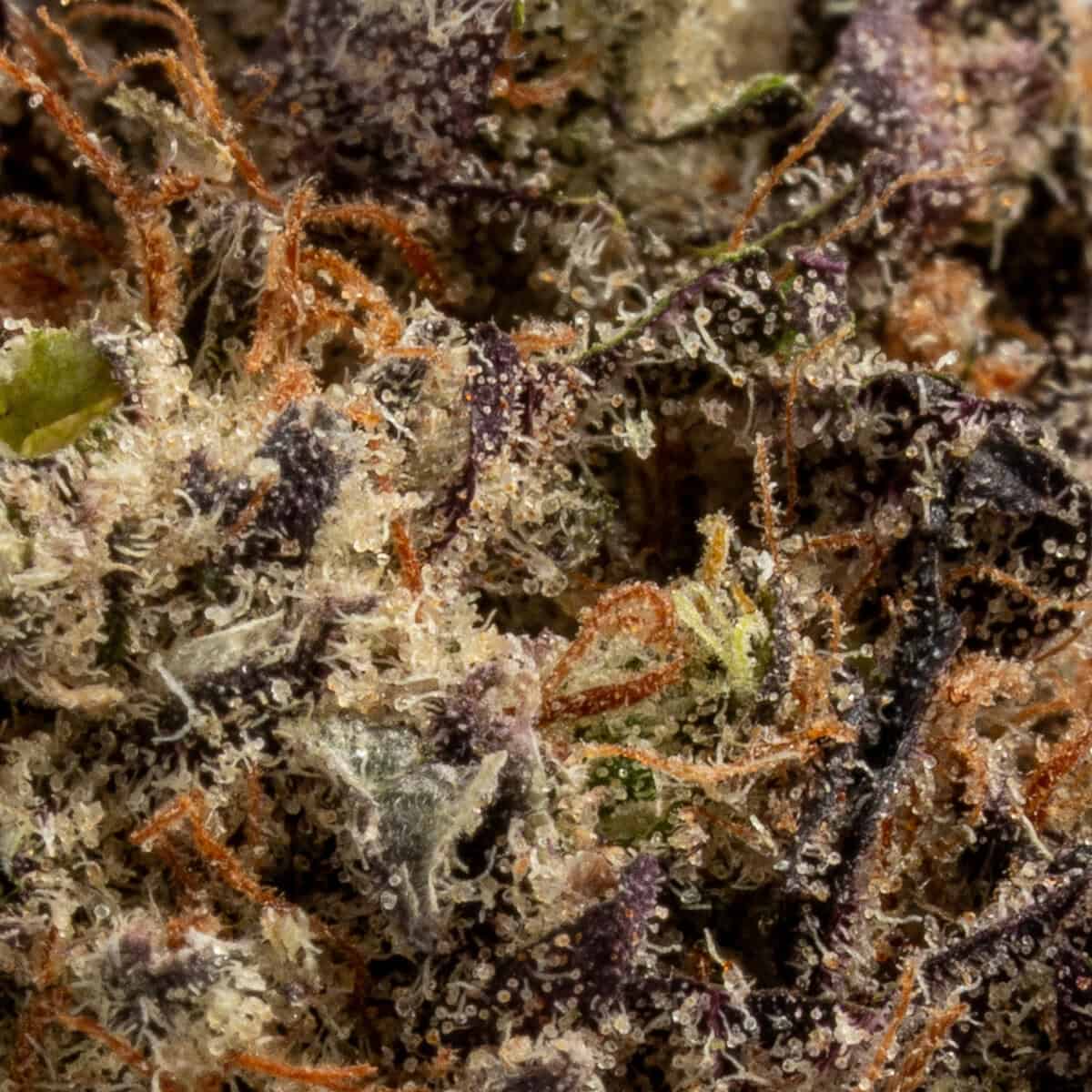 Lizard Burger - Chronic Guru