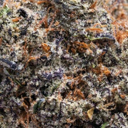 Lizard Burger - Chronic Guru
