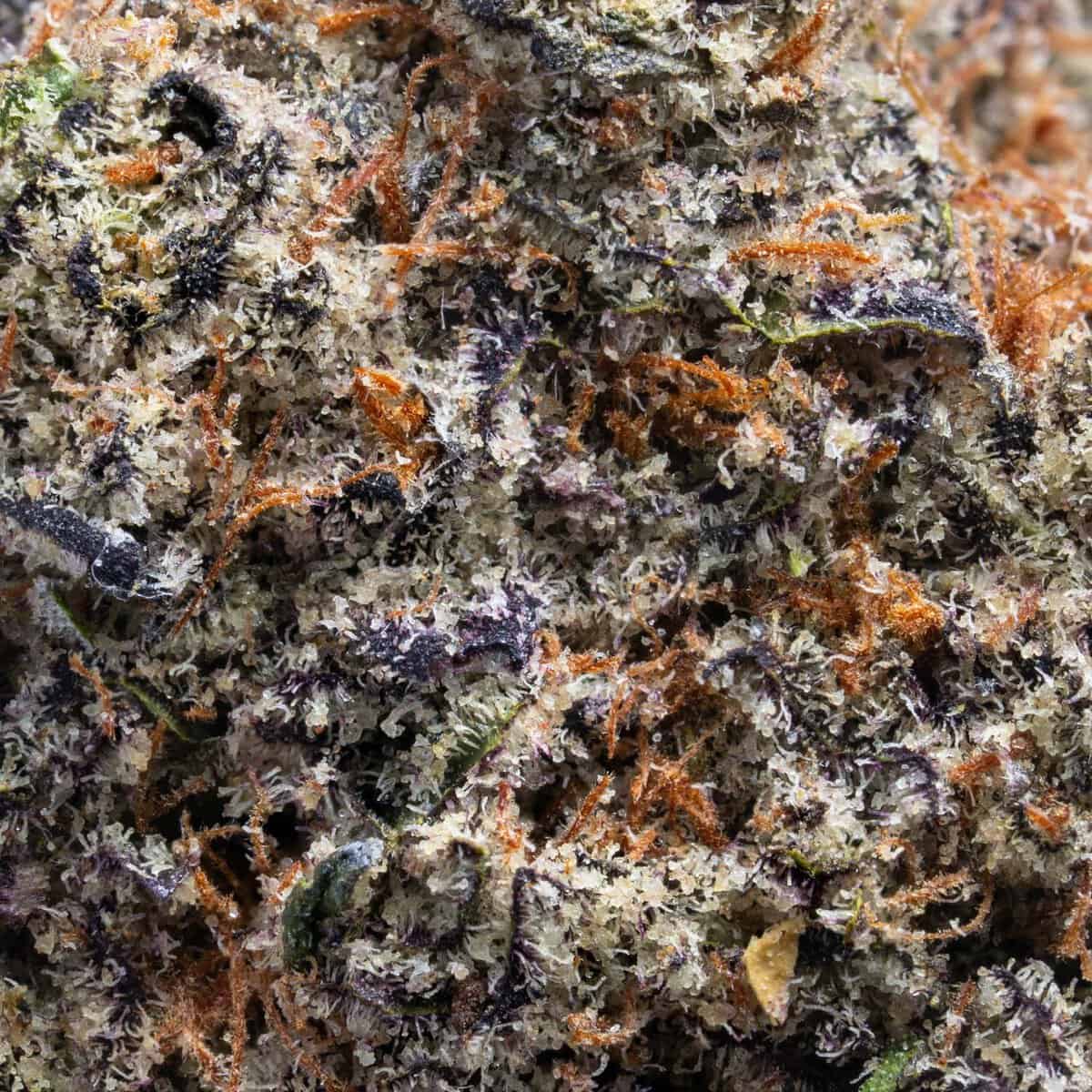 Lizard Burger - Chronic Guru