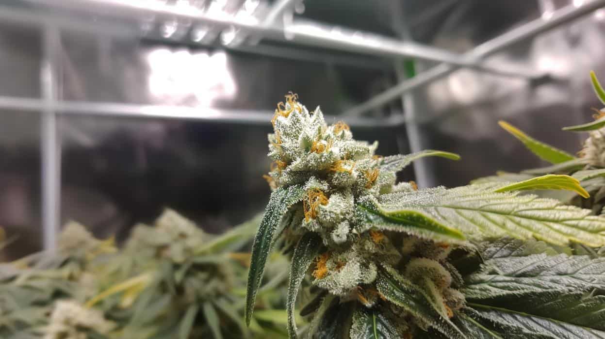 10 Strongest Weed Strains to Try in 2025 - Chronic Guru