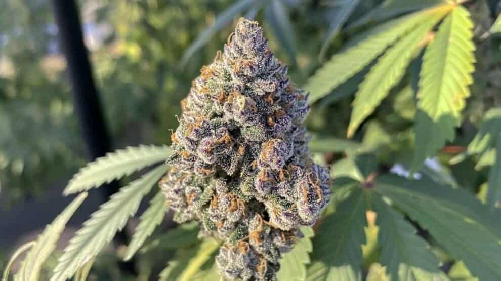 10 Strongest Weed Strains to Try in 2025 - Chronic Guru