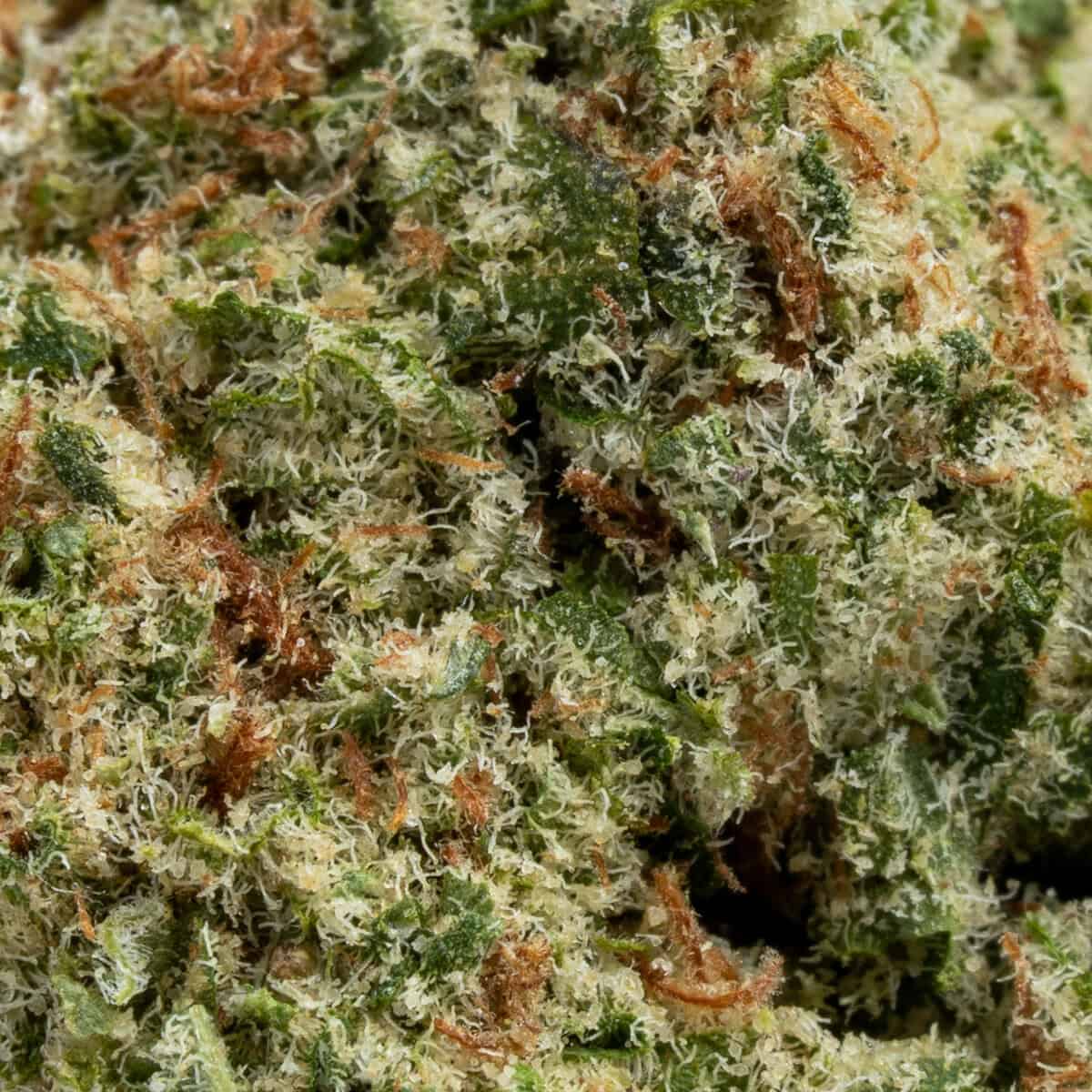 Papaya Punch - Chronic Guru