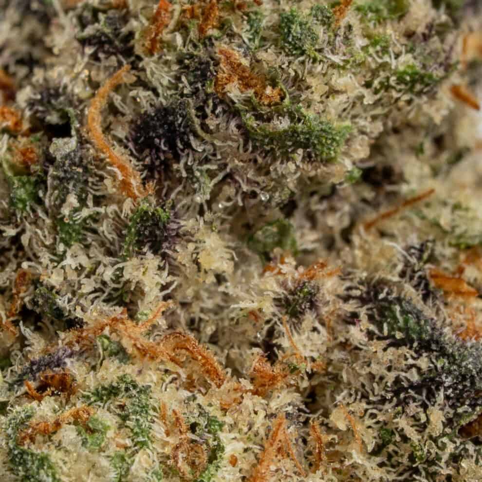 Glitter Bomb - Chronic Guru