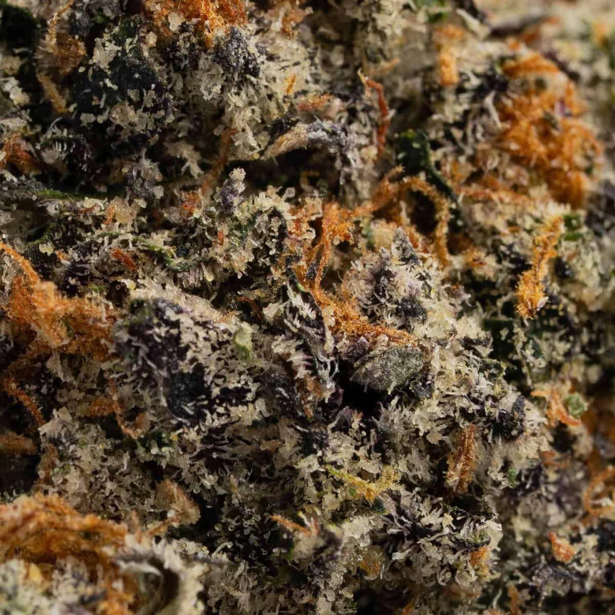 Candy Runtz - Chronic Guru