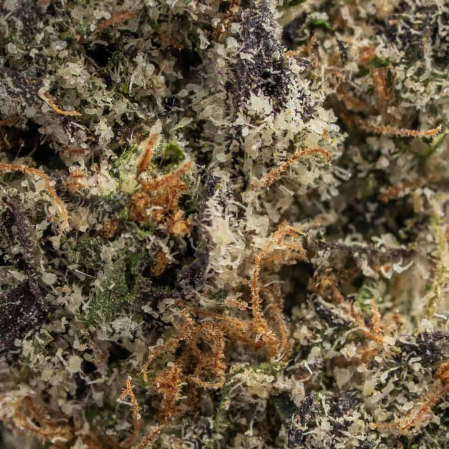 Lemon Cherry Gelato Strain - Chronic Guru