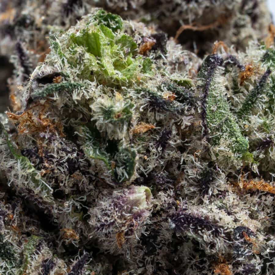 Venom OG - Chronic Guru