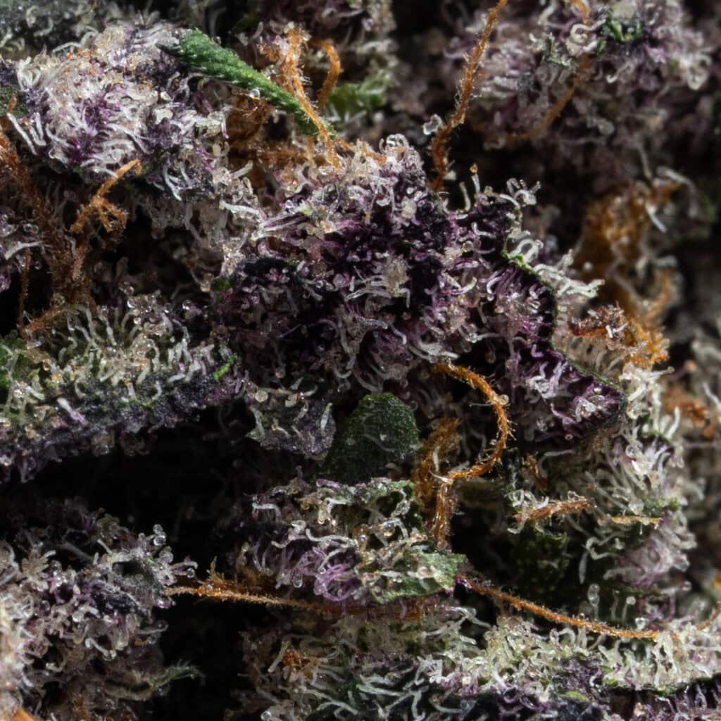 Purple Churro - Chronic Guru