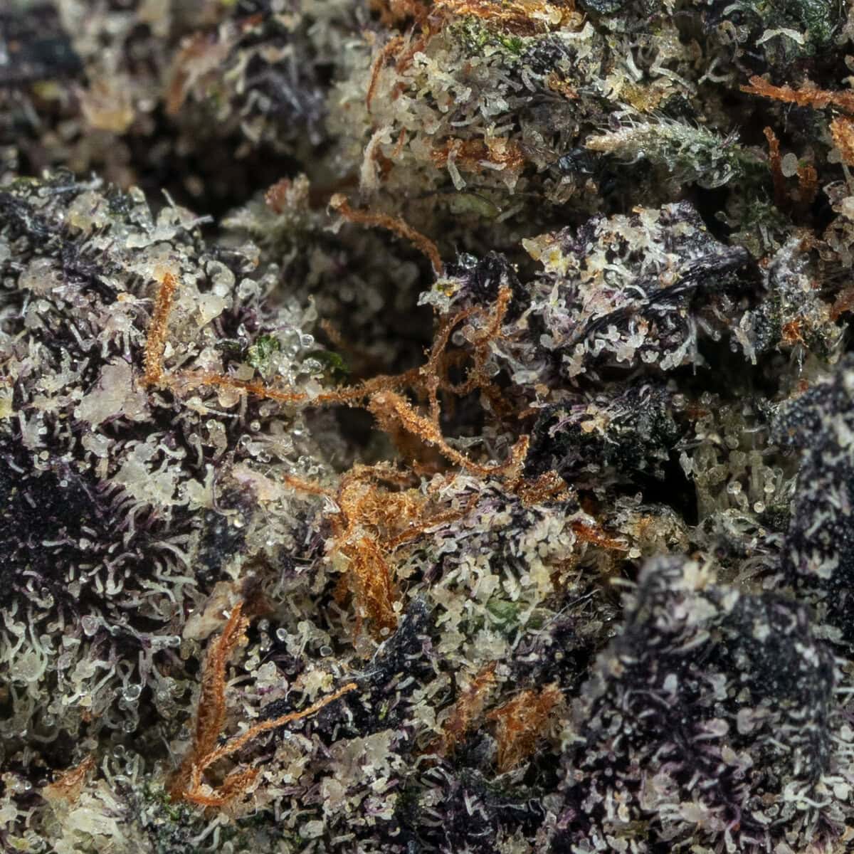 Gelato Plus - Chronic Guru