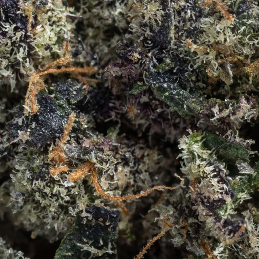 Grape OG - Chronic Guru