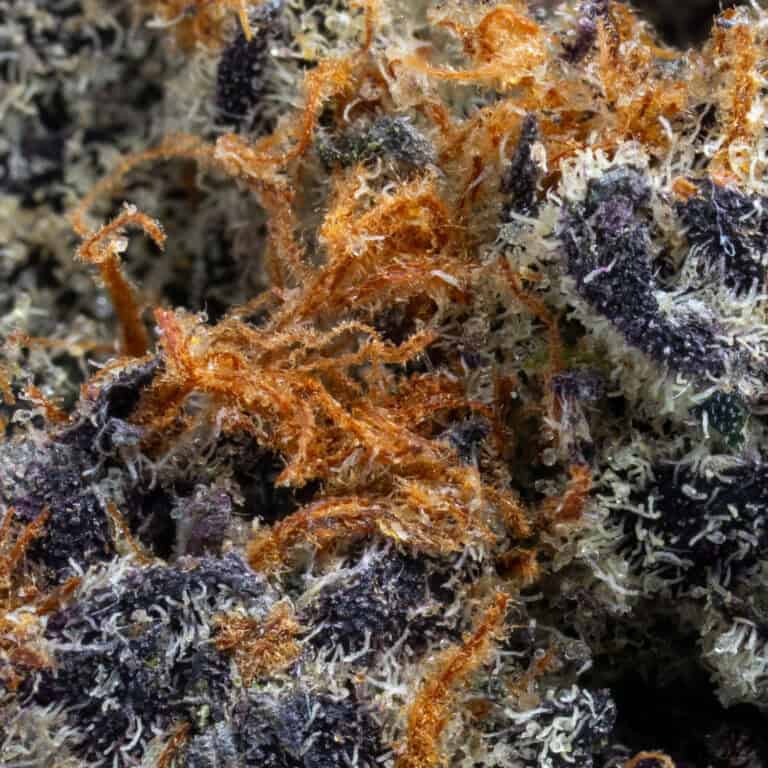 Purple Haze - Chronic Guru