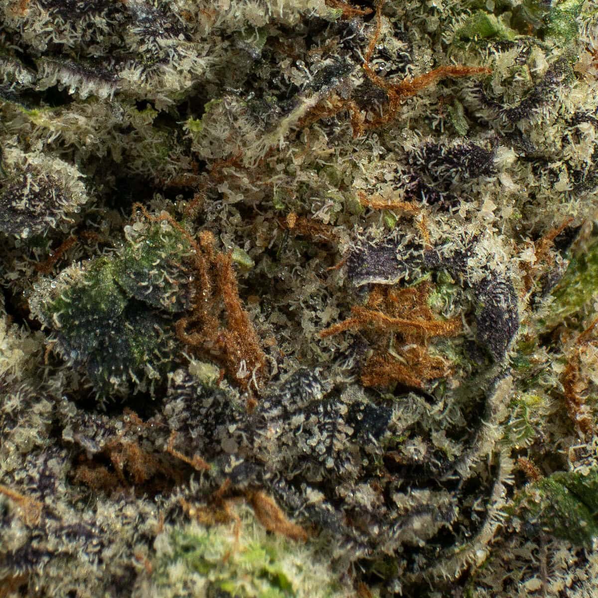 Maui Wowie - Chronic Guru