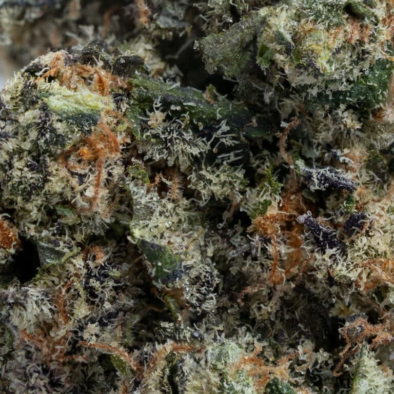 Trap Fuel - Chronic Guru
