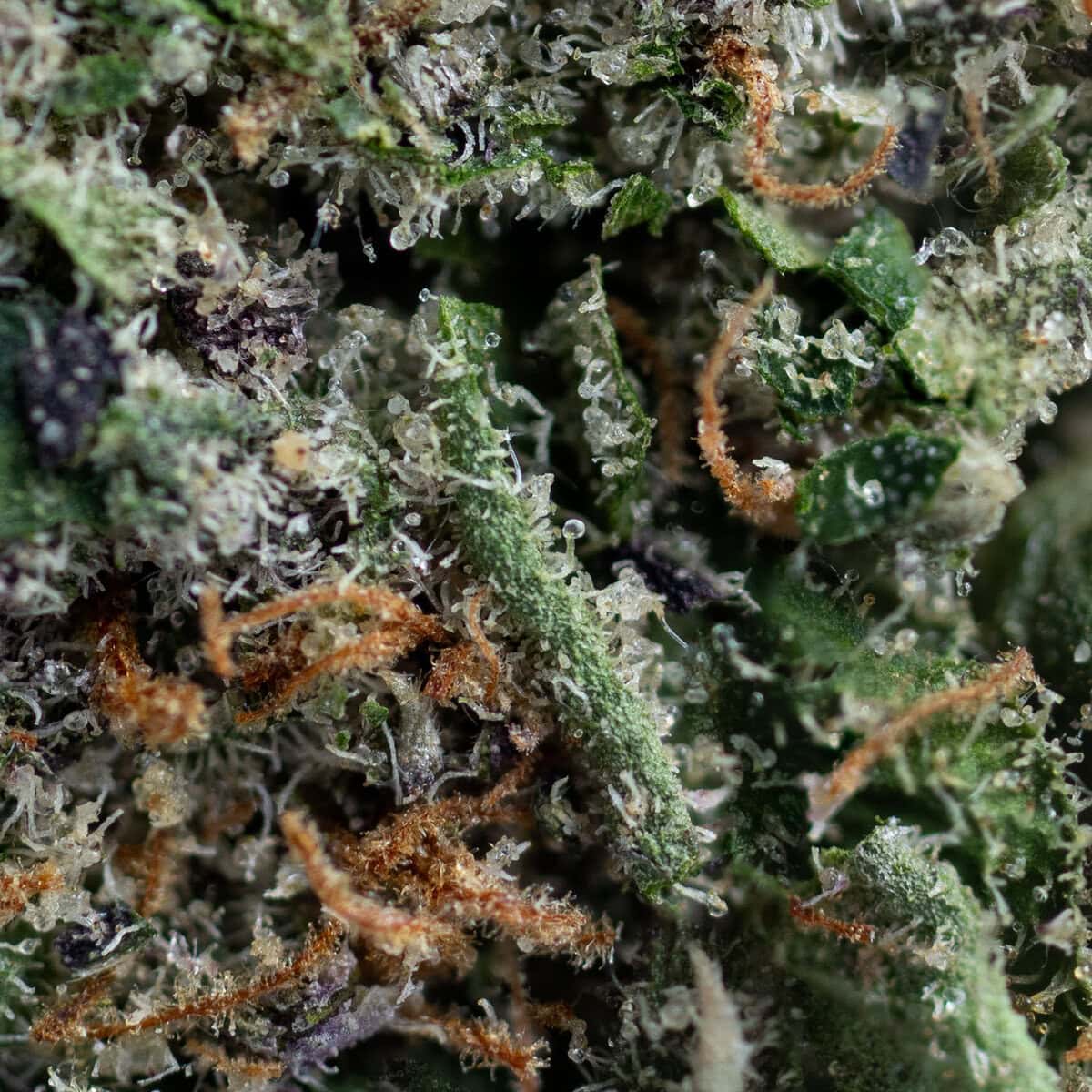 Purple Nerds - Chronic Guru