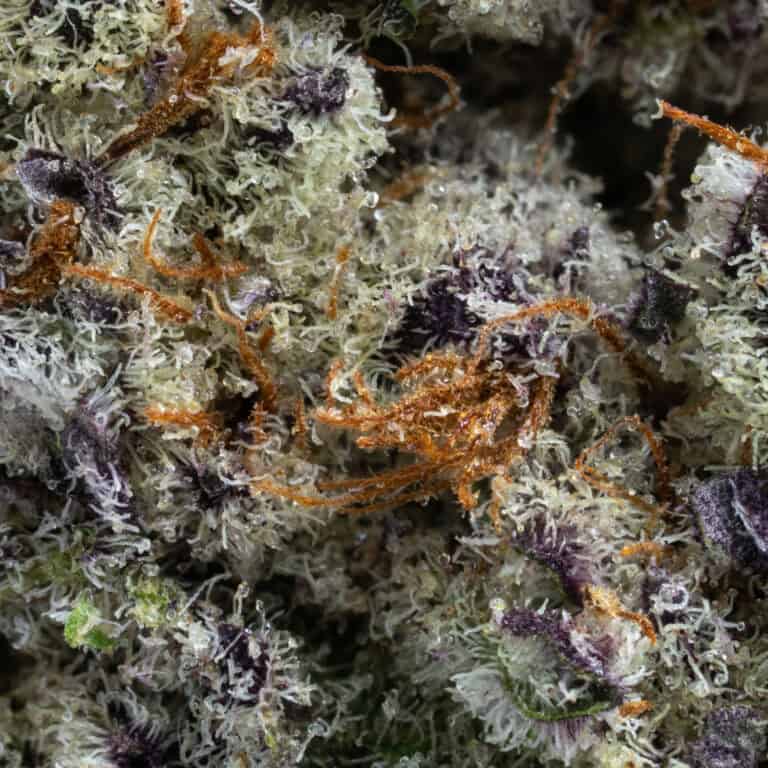 Flex Panther - Chronic Guru