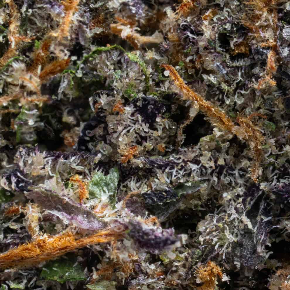 Candy Paint - Chronic Guru