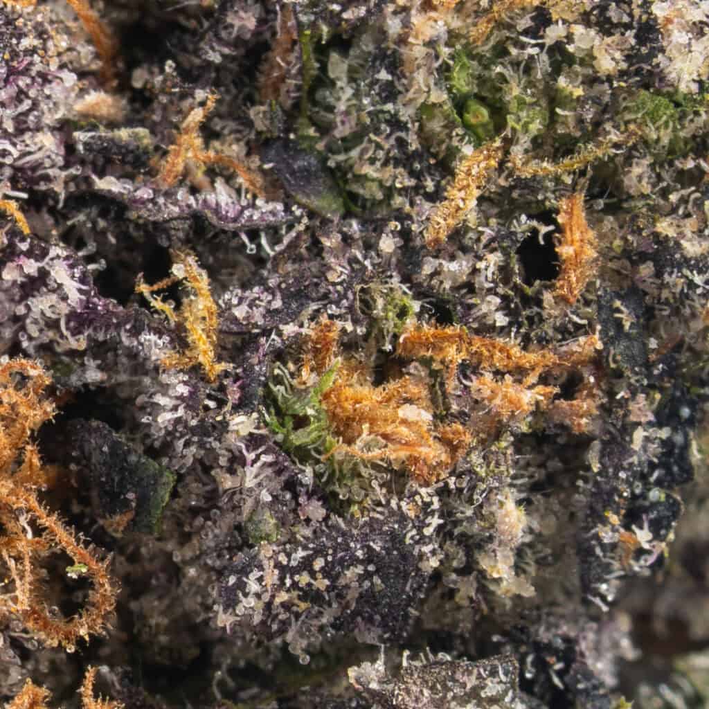 Grape Biscotti - Chronic Guru
