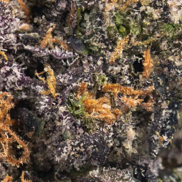 Grape Biscotti - Chronic Guru
