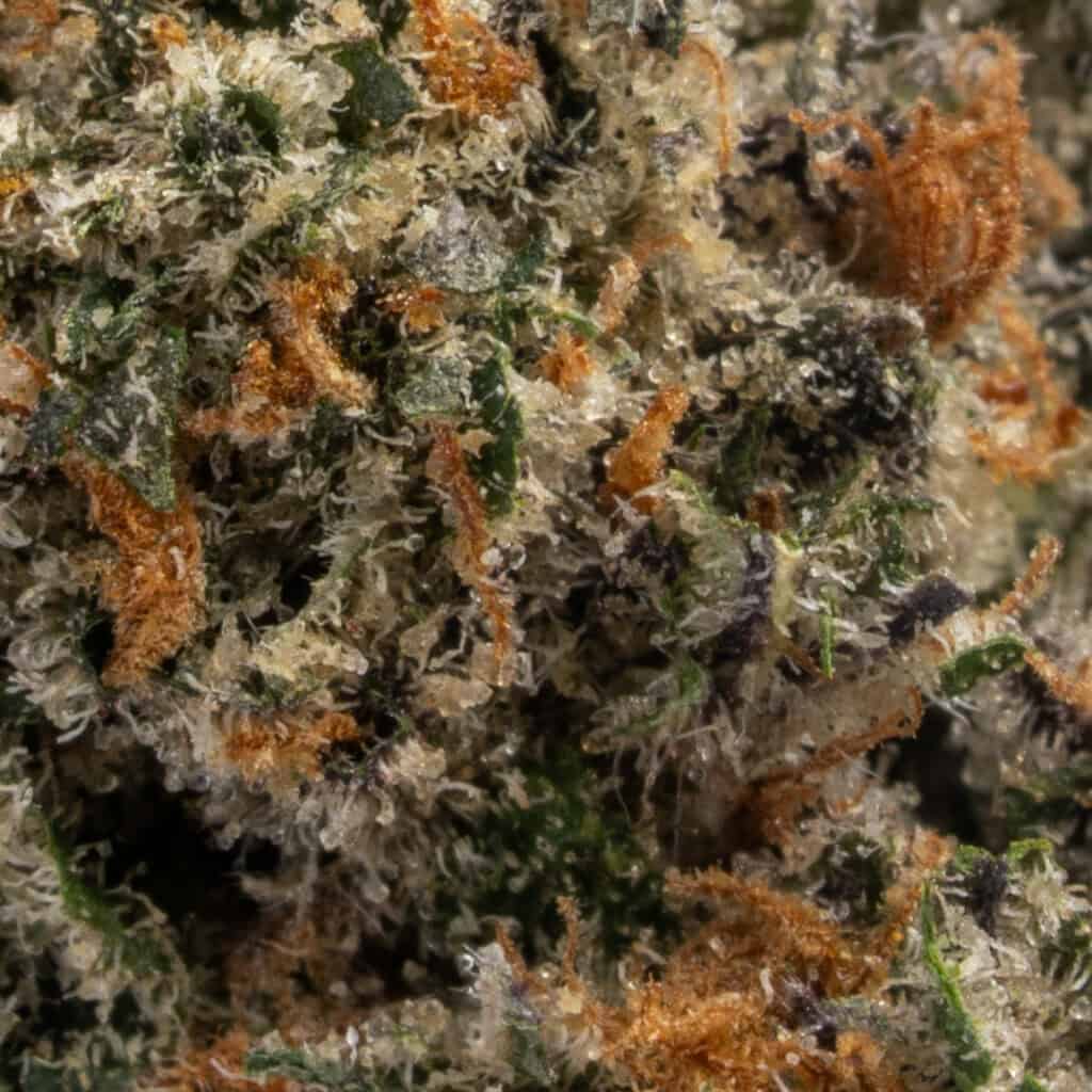 Blue Flame - Chronic Guru